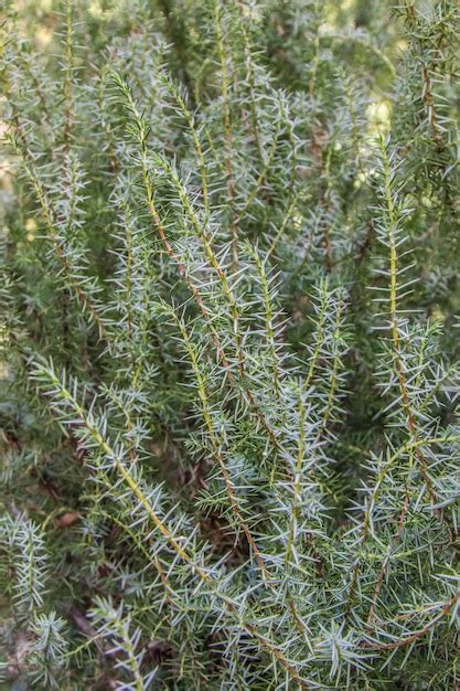 Premium Photo Juniper Twig Juniper Plant In Nature
