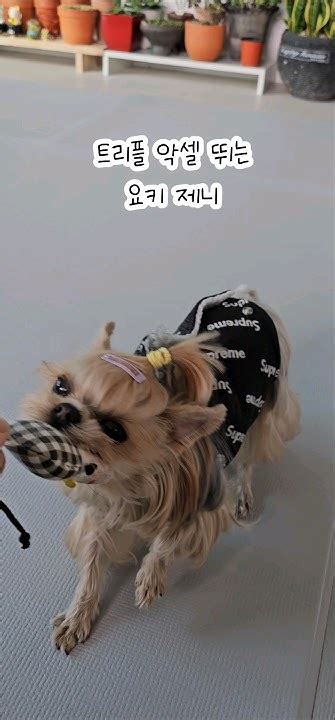 트리플 악셀 세바퀴 턴 뛰는 강아지 요키 제니 강아지 요크셔테리어 Yorkie Youtube