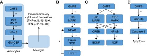 Possible Signaling Pathways Of Gmfb Notes A Expression Of Gmfb In