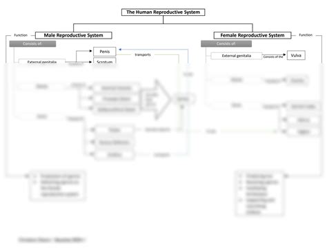 SOLUTION Concept Map Reproductive System Studypool