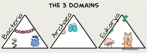 Classification Of Life The Three Domain Concept Plantlet