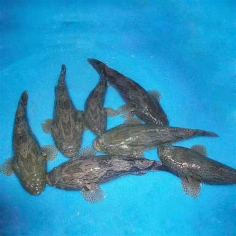 华广水产 笋壳鱼 淡水笋壳鱼苗 沙塘鳢 鱼苗活体