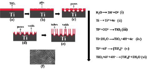 Schematic Diagram Of Nanotube Evolution At Constant Anodization Download Scientific Diagram