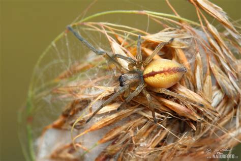 Zápřednice mokřadní | Naturfoto.cz