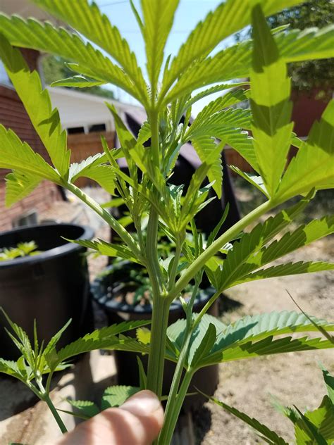 Do Nodes Suddenly Growing Asymmetrical Indicate A Problem Rtrees