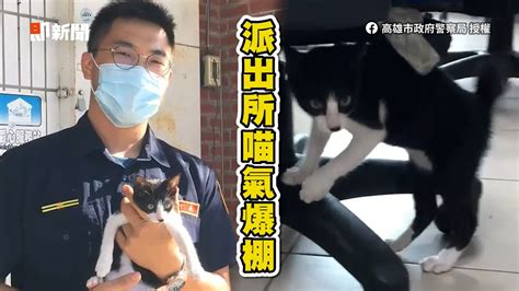 所長巡邏遇流浪奶貓 派出所暖收編「喵氣爆棚」😻｜寵物動物｜貓咪｜流浪貓 Youtube