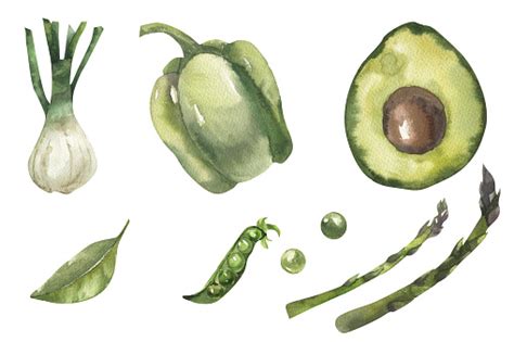 양파 샬롯 후추 아보카도 아스파라거스 평화 월계수 잎 수채화 삽화를 곁들인 녹색 신선한 야채 비건 음식 수집 라벨 포장 배너 디자인에 대한 신선한 시장 클립 아트 가냘픈에