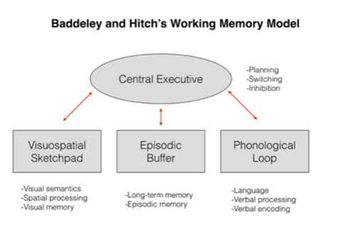 Thinking Lecture 3 Memory Flashcards Quizlet Thinking Lecture 3 Memory Flashcards Quizlet