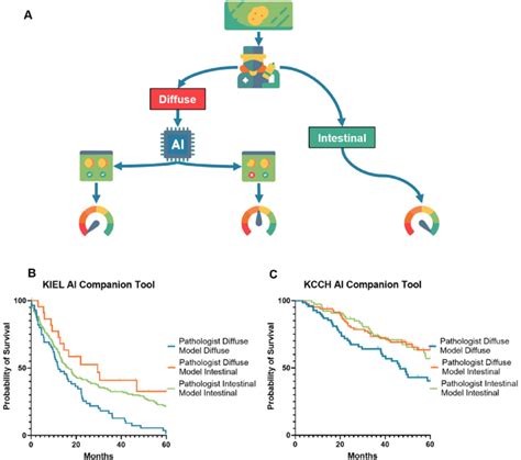 Dl Based Companion Tool For Improved Clinical Stratification A Example