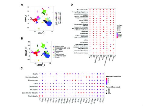 Identification Of Cell Clusters And Dimension Reduction Analysis A