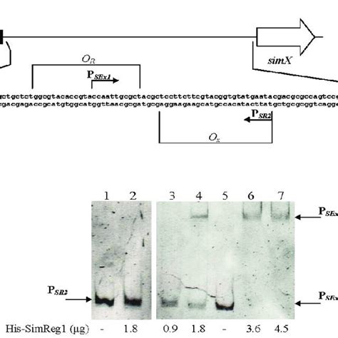 Schematic Representation Of The Simocyclinone Biosynthesis Gene Cluster Download Scientific
