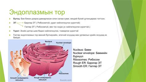 эсийн бүтэц Pptx