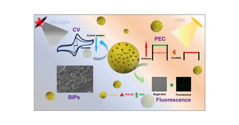 Photocatalytic Organic Semiconductor Bacteria Imprinted Polymers For Highly Selective