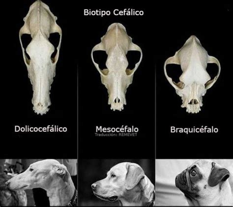 Anatomía Canina Centro Canino Valmajano