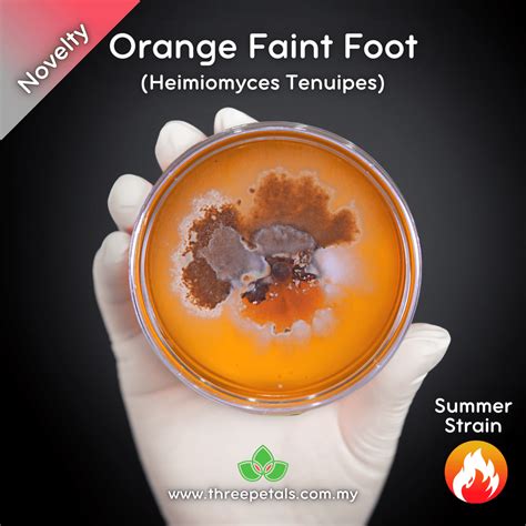 Orange Faint Foot Heimiomyces Tenuipes Live Mycelium Mushroom Culture
