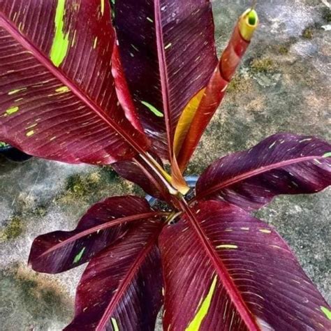 Banana Musa Siam Ruby от Plantsbg с отлична цена