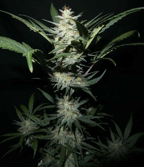 Binary Selections Mix Pack Auto Fem Multiverse Beans Seed Bank