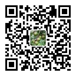 岑溪市软枝油茶种子园 岑溪市国家油茶良种基地