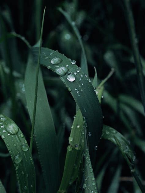 고요함 공장 매크로 광합성 나뭇잎 무성한 단풍 미니멀리스트 봄 비의 영향 상쾌한 생태 셀렉티브 포커스 수분 수화 작용 식물 세부 사항 식물 잎