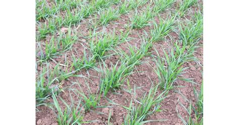 Препоръки за правилно хранене на растенията Български Фермер