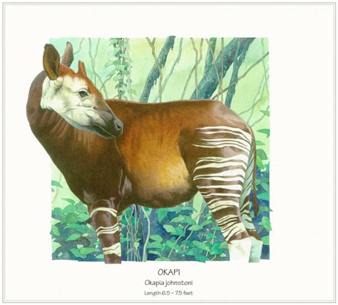 Sex Kraft The Living Rainforest Descriptif De Lœuvre Artchive