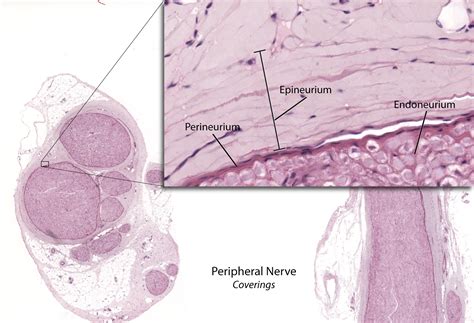 Nerve Histology Histology Of Rat Sciatic Nerve Of Normal