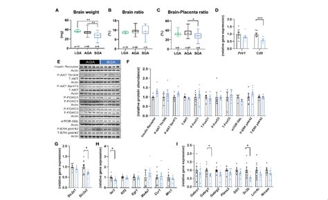 Small For Gestational Age And Its Impact On Fetal Brain A Brain Download Scientific Diagram