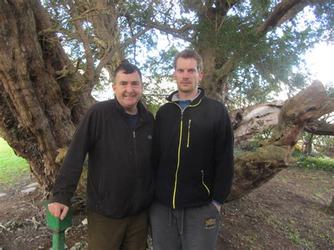 Llangernyw Ancient Yew Tree One Of The Oldest Trees In The World Bonsai And Yamadori From Tony