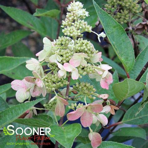 Flare™ Hydrangea Sooner Plant Farm