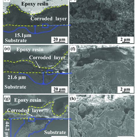 The Morphology Of The Cross Section Of The Alloys After Corrosion Download Scientific Diagram