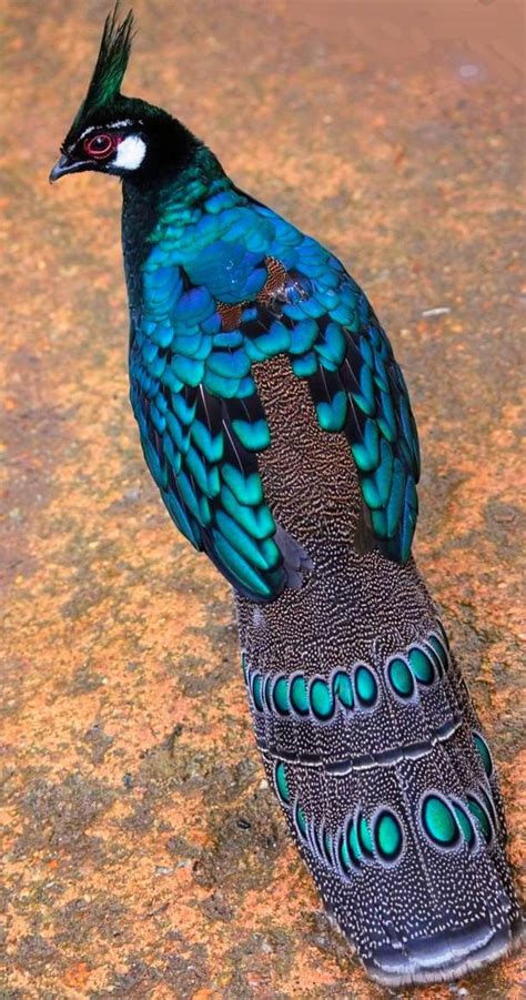 Palawan Peacockpheasant Rpeacocks
