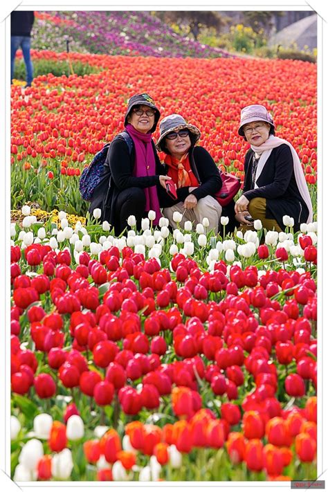 설레는 일] 태안 반도 세계 튤립 꽃 축제 박람회 안면도 공원 봄 꽃구경 가볼 만한 곳 네이버 블로그