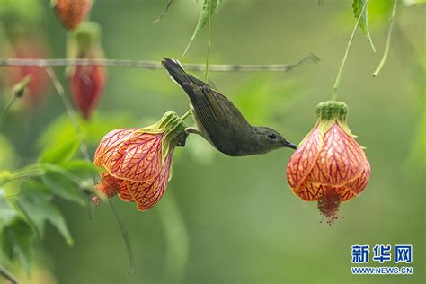 领略生物多样性之美 灯笼花丛中的蓝喉太阳鸟