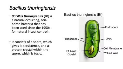 Microbial Control Of Insect Pests Pptx