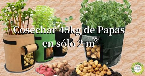 15 Plantas Protectoras Y Repelentes De Insectos Para Nuestro Jardín
