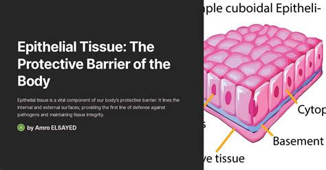 Epithelial Tissue The Protective Barrier Of The Body