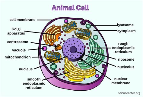 Biologia Para A Vida Estrutura Celular