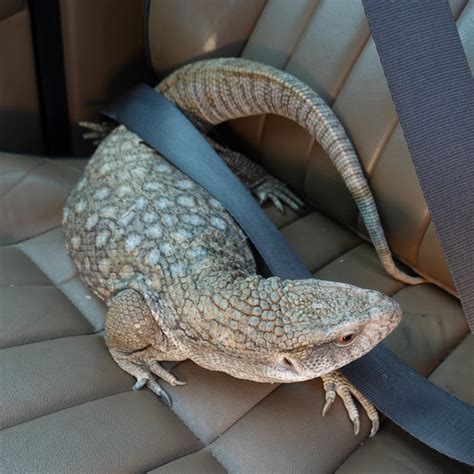 Lab Rat Test Group B Dmitra