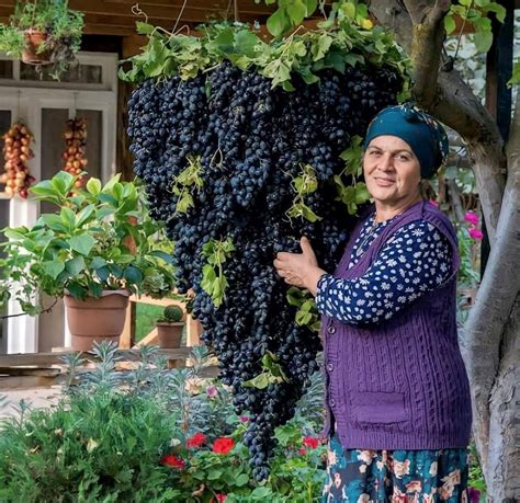 성경에 나온 가나안의 포도송이