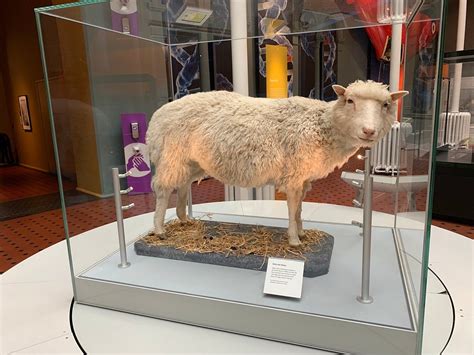 Pecora Dolly Imbalsamata 2025 All You Need To Know Before You Go