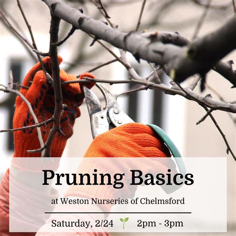 Pruning Basics Chelmsford Free Weston Nurseries