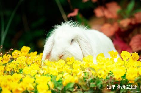 兔子被剪刀剪伤了怎么办 知乎