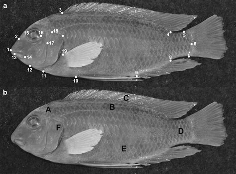 Landmarks For The Geometric Morphometric Analyses And Locations From