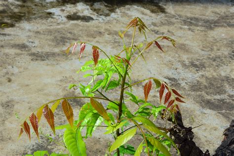 Durga Prasad Muddana Photography