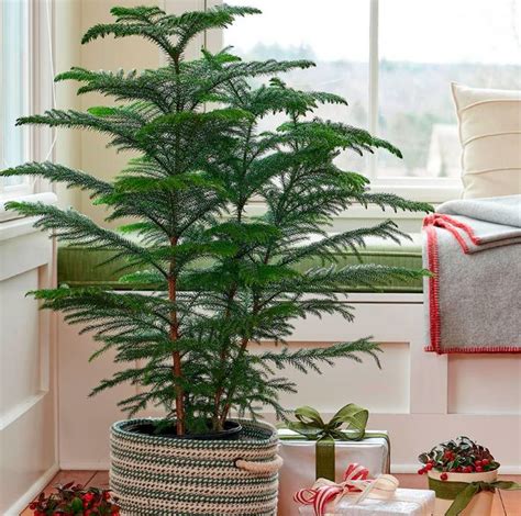 Араукария комнатная ель уход в домашних условиях размножение виды