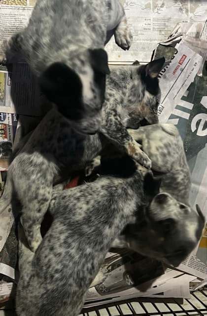 Cattle Dog Pups Stumpy Tail Dogs And Puppies Gumtree Australia