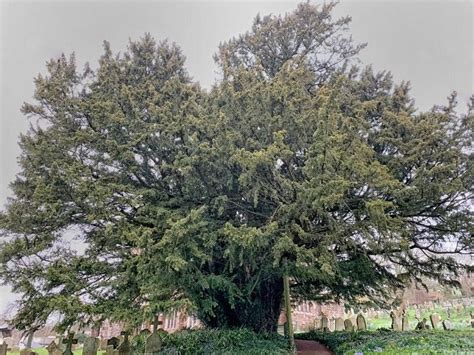 Pohon Religi Bersejarah Dan Kisahnya Ciriciripohon Id