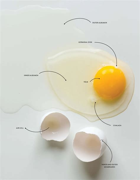 Diagram Of Internal Structure Of Egg Study Facs Amniotic Org