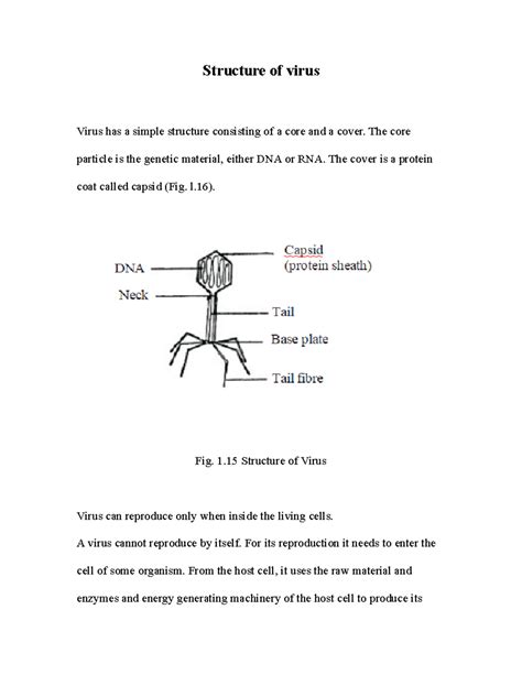Structure Of Virus Structure Of Virus Virus Has A Simple Structure Consisting Of A Core And A
