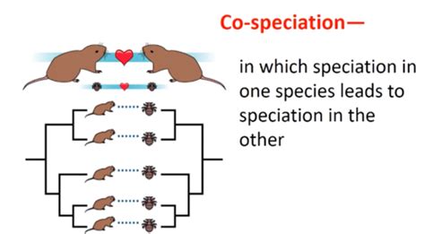 BIO Lecture Macroevolution Flashcards Quizlet